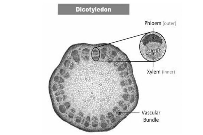 Cannabis Science - Tokeativity® Connect